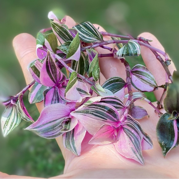 Other | 5 Rare Tradescantia Mundula Lisa Cuttings | Poshmark